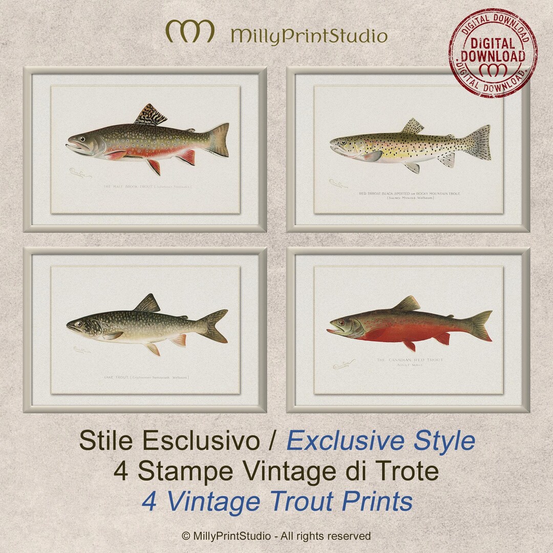 Lake Trout & Rainbow Trout Vintage Fish Art Print, Sherman F. Denton ...