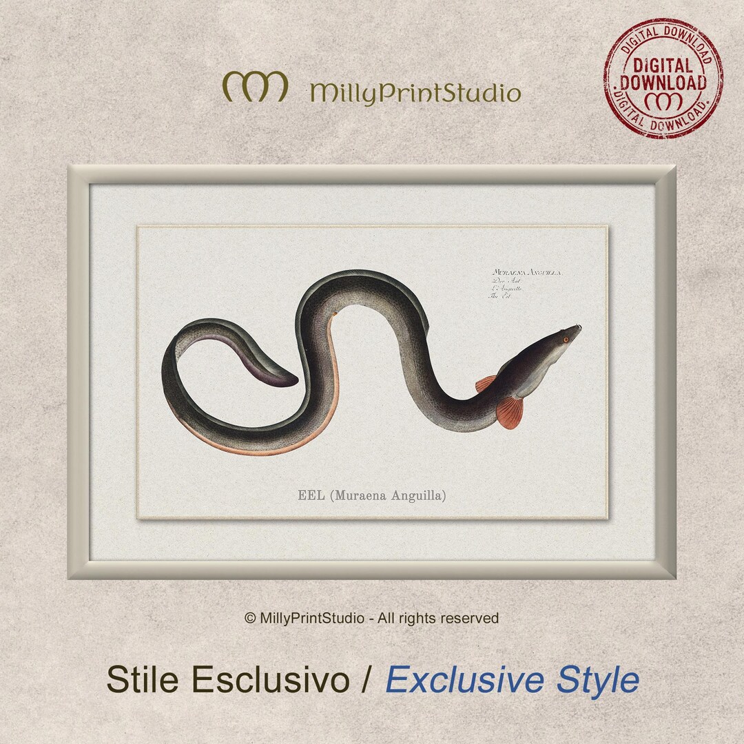 European Eel, Vintage Illustration by Marcus Elieser Bloch, Fish ...