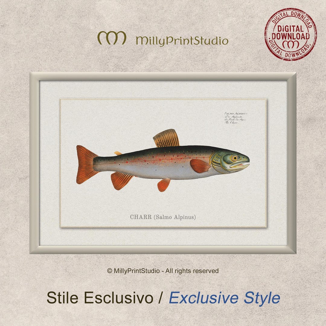 Arctic Char, Vintage Illustration by Marcus Elieser Bloch, Fish ...
