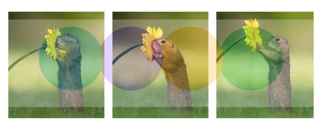 Nature Landscape Picture, Gopher Squirrel With Buttercup Flower Art ...