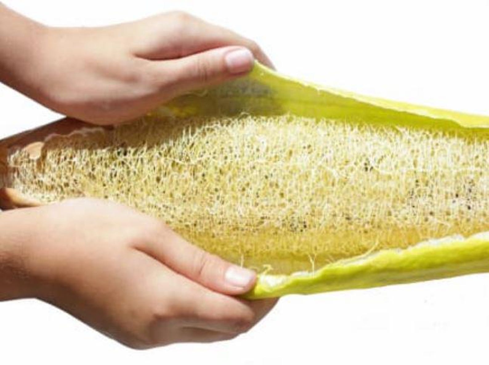 Loofah Gourd Seeds, Aka Loofa Sponge Plant, Luffa Plant, or Luffa Vine ...