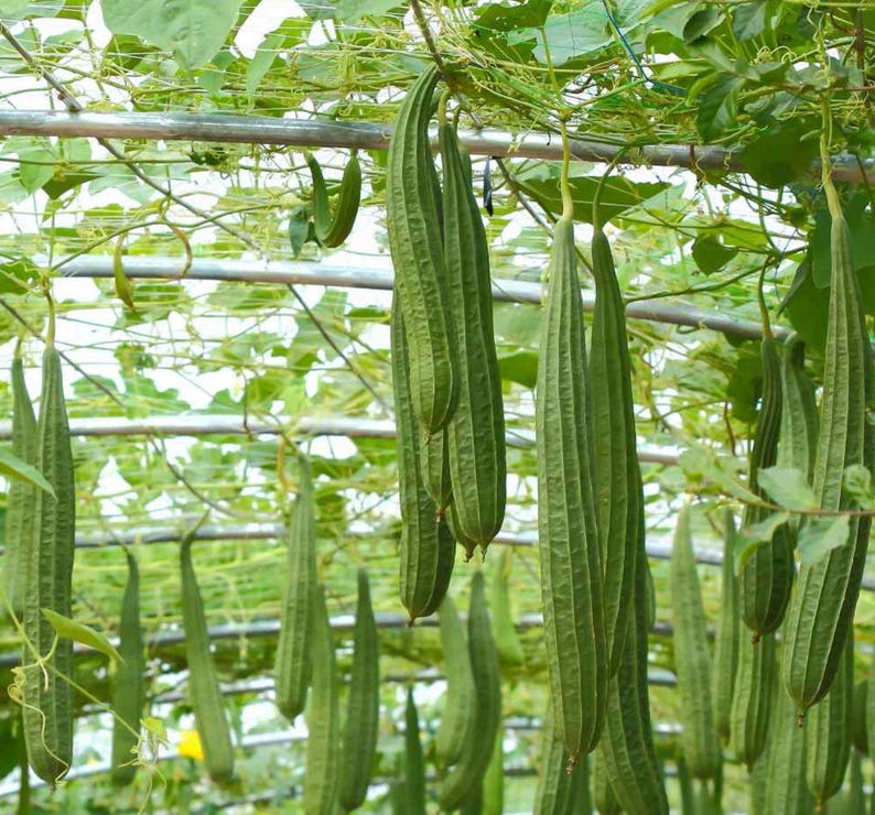 Loofah Gourd Seeds, Aka Loofa Sponge Plant, Luffa Plant, or Luffa Vine ...