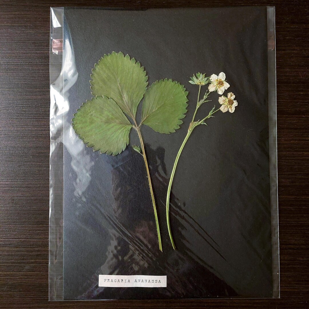 Pressed Strawberry Plant Specimen: Botanical Herbarium Wall Art - Etsy