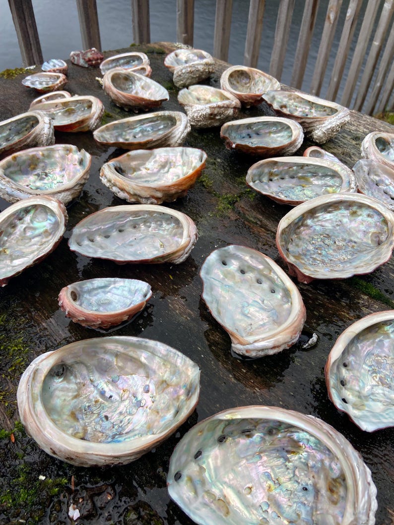 Beachcombed Abalone Shells - Etsy