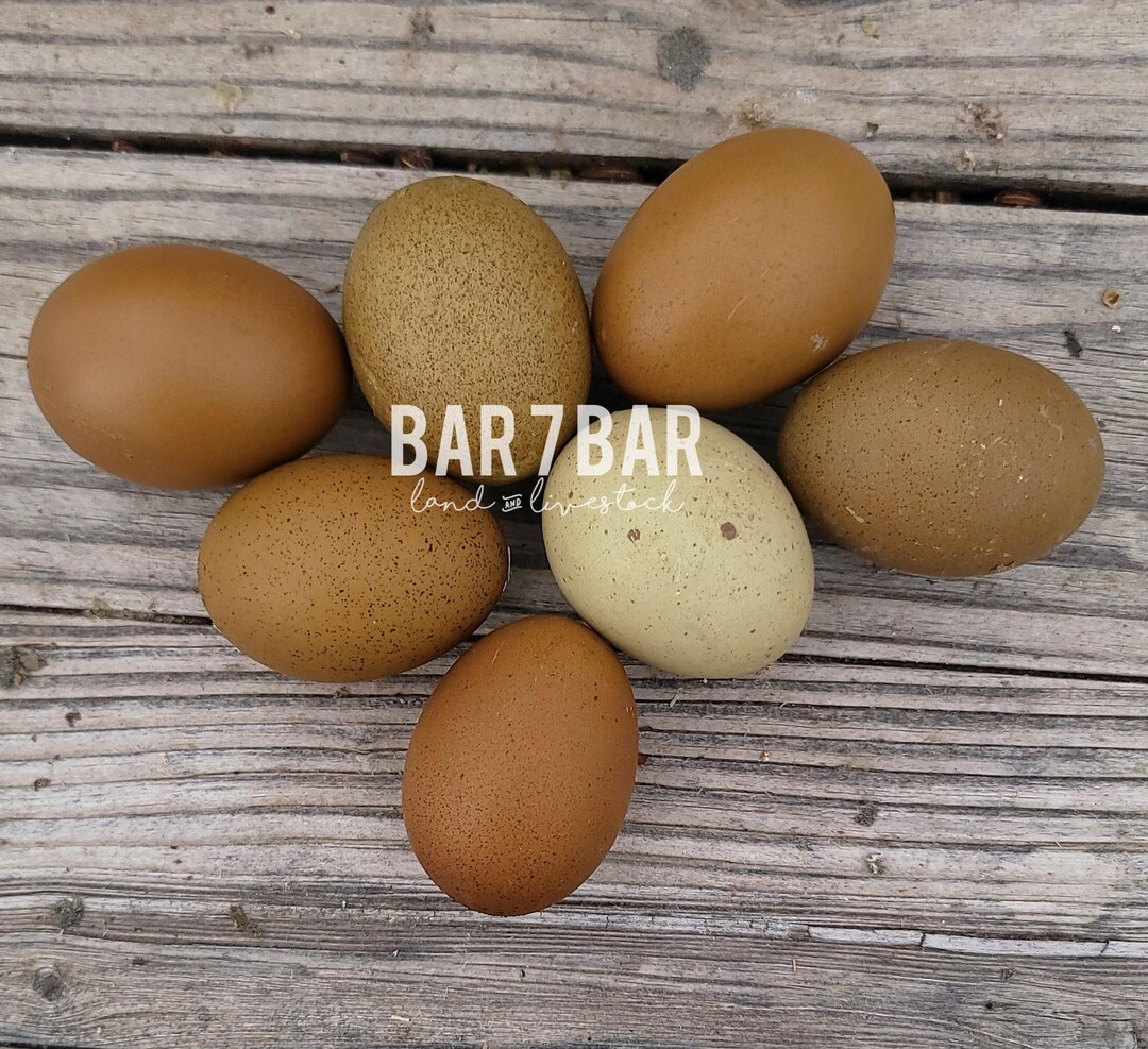 1doz Moss Egger Hatching Egggss - Etsy