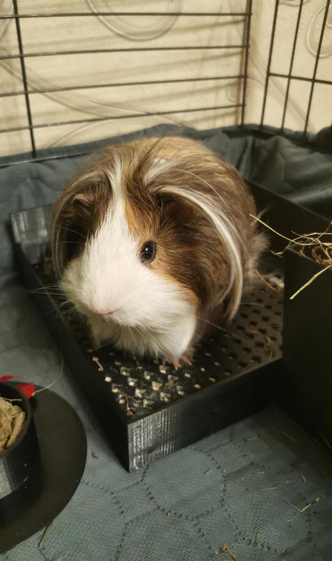 Guinea Pig Toilet Box With a Mesh STL. Small Pet Toilet Box With Mesh ...