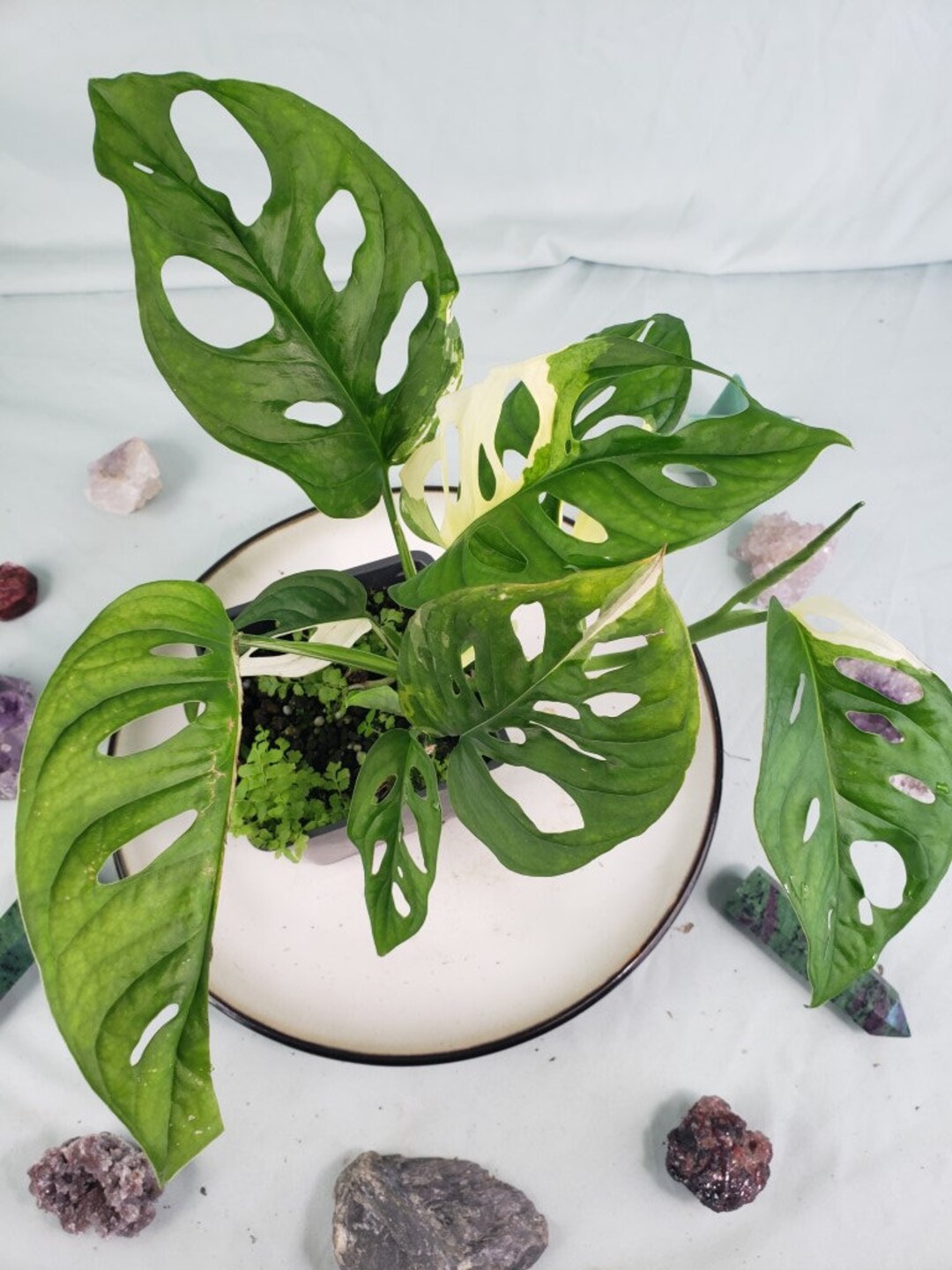 Adansonii Albo, Exact Plant, Double Plant, Variegated Monstera - Etsy