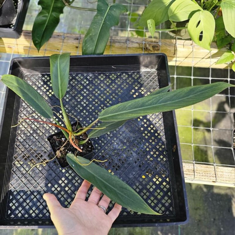 Philodendron Bicolor - Etsy