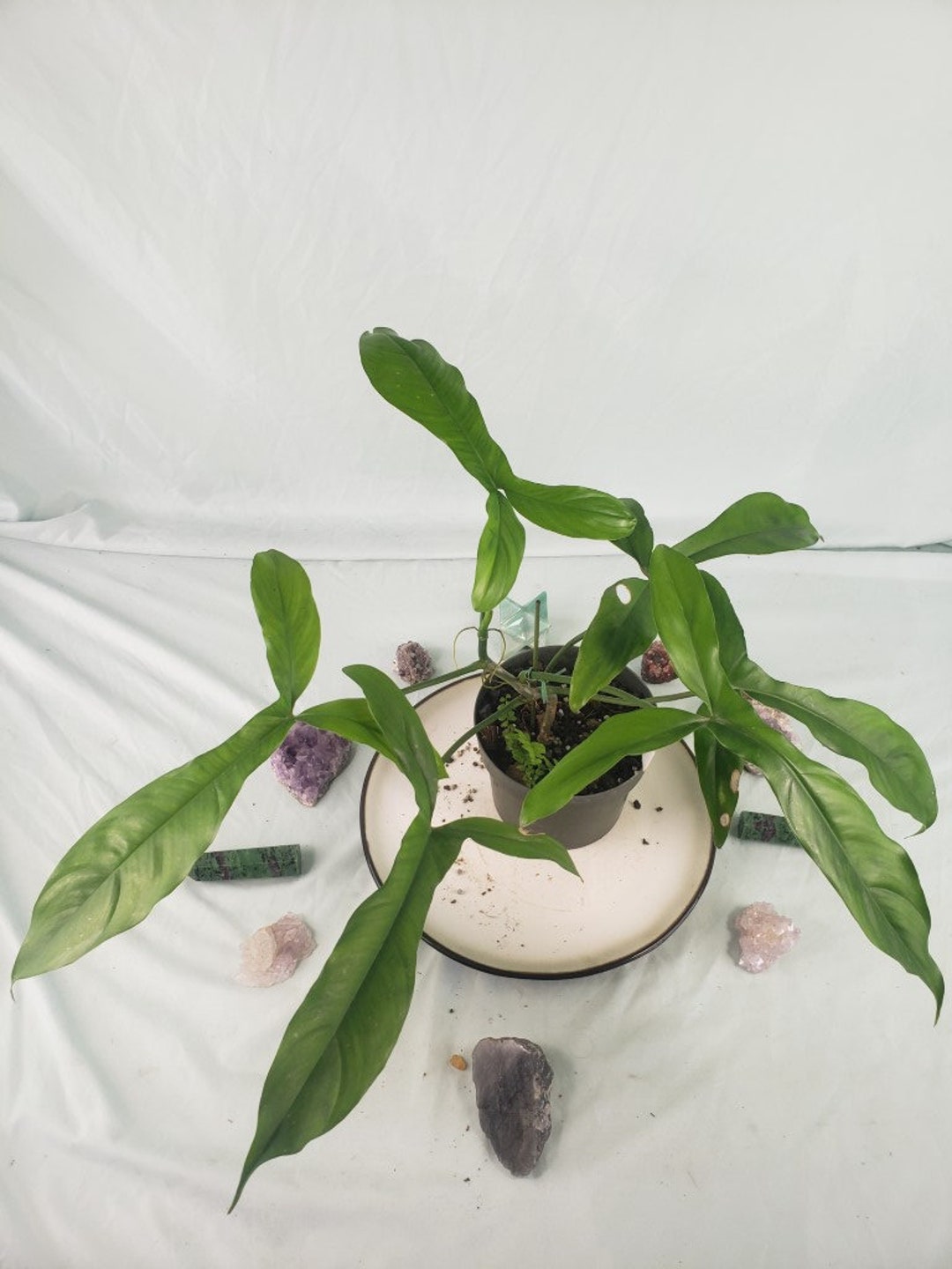 69686, Exact Plant, Philodendron, Ships Nationwide - Etsy