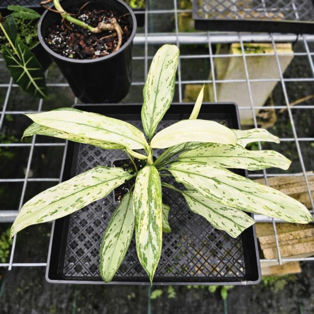 Aglaonema Ice Queen, Silver Queen, Exact Plant Variegated - Etsy
