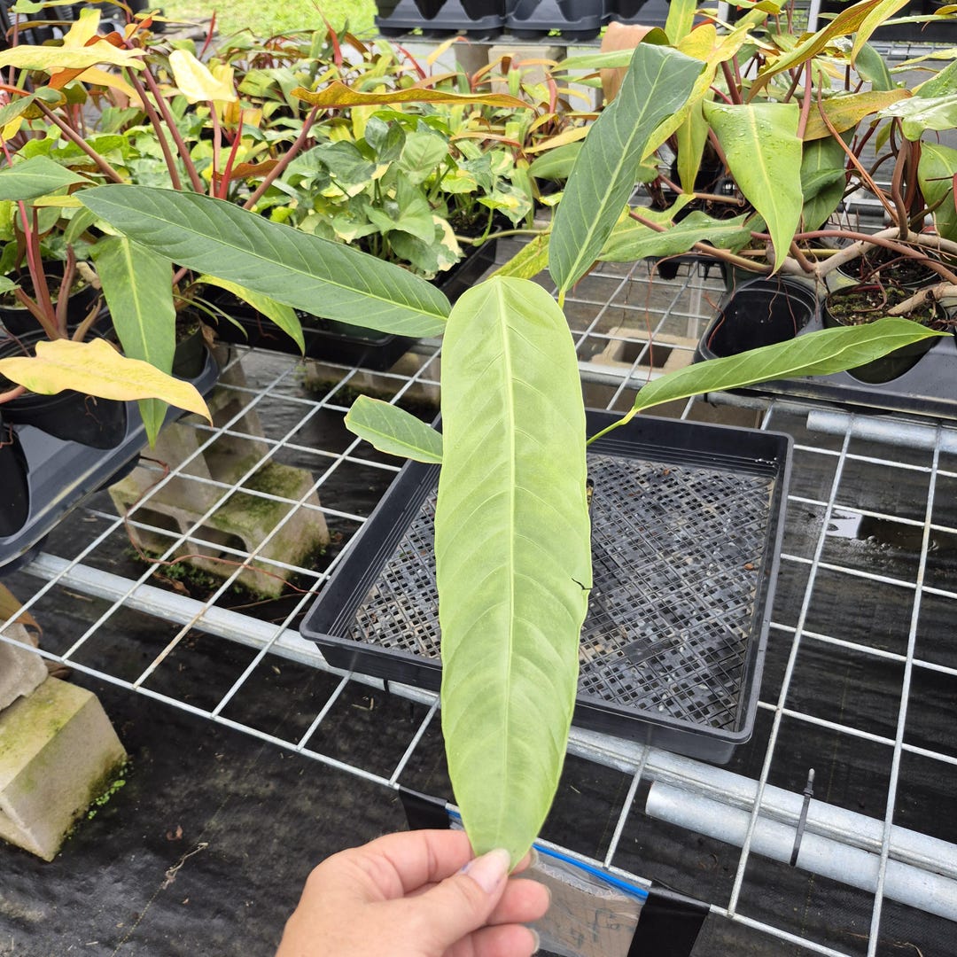 Anthurium Spectabile, Exact Plant Ships Nationwide - Etsy