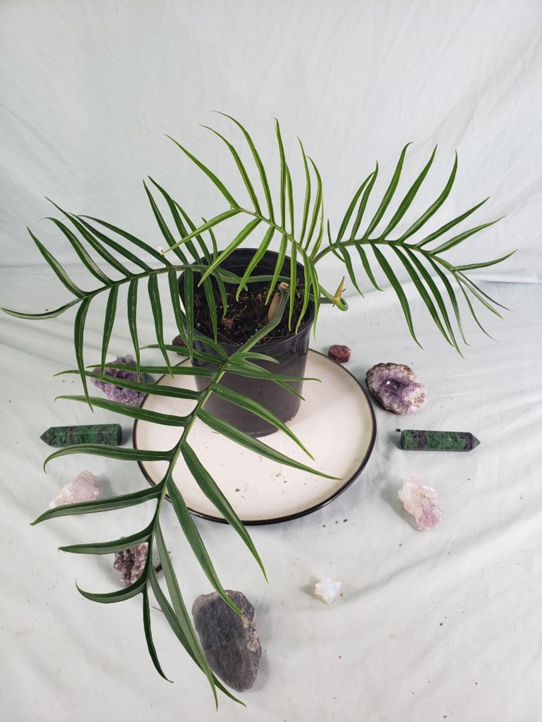 Tortum Narrow Form, Exact Plant, Philodendron, Ships Nationwide - Etsy