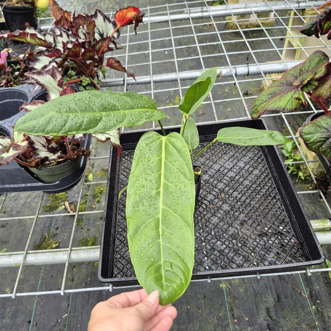 Anthurium Spectabile Wide Form, Exact Plant - Etsy
