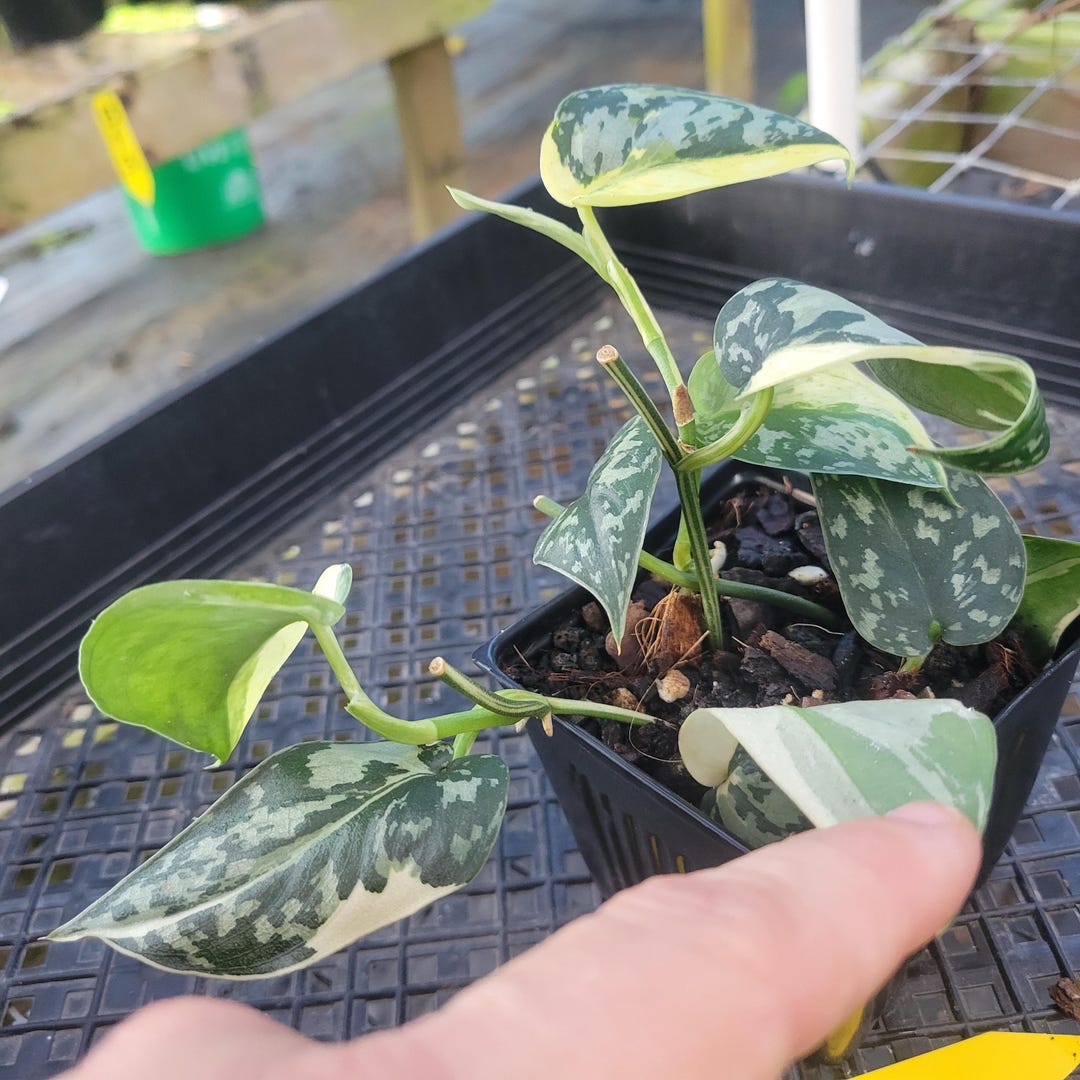 Scindapsus Mayari, Exact Plant Variegated Ships Nationwide - Etsy