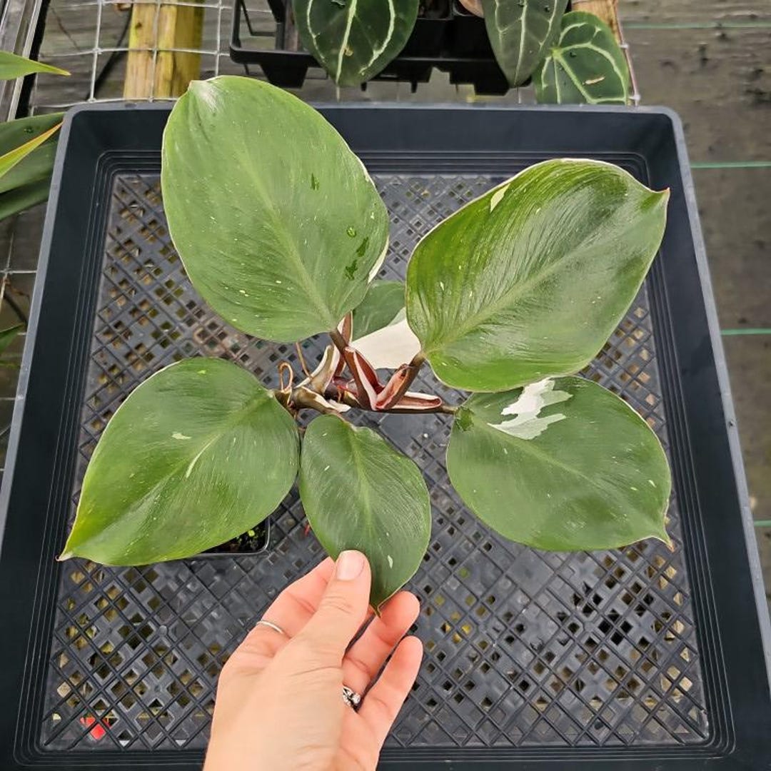 Philodendron White Knight, Exact Plant Variegated Ships Nationwide - Etsy
