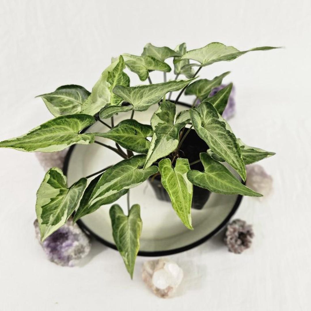 Syngonium Three Kings Magic Marble, Variegated Triple Plant Ships ...