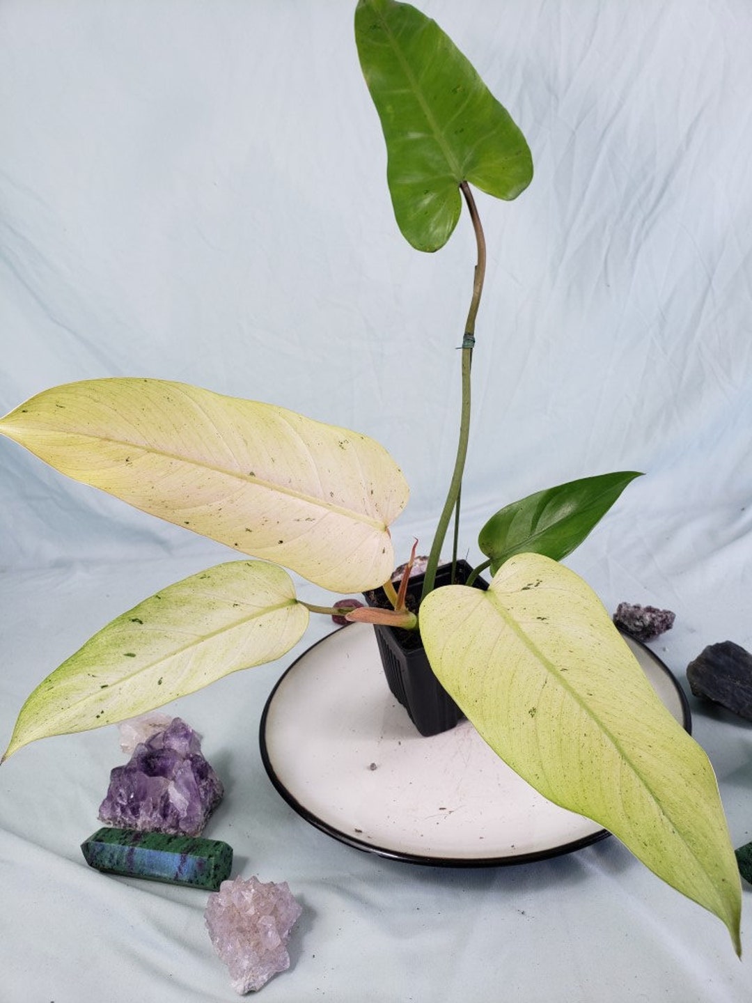 Whipple Way, Exact Plant, Variegated Philodendron, Ships Nationwide - Etsy