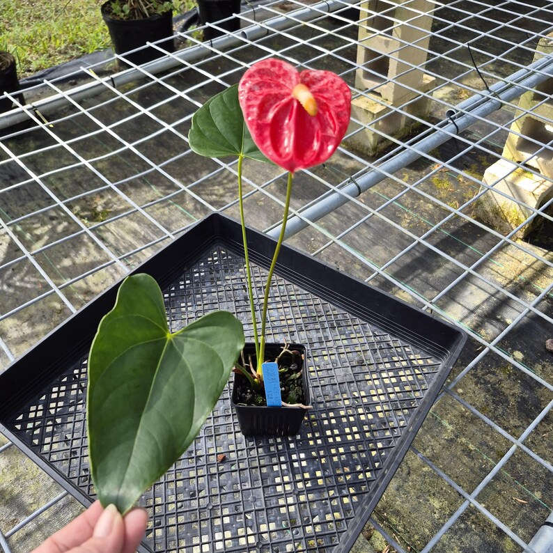 Anthurium Andraeanum Starlight Splash, Exact Plant, Speckled - Etsy