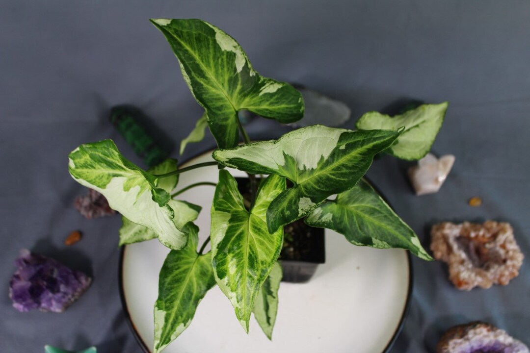 Variegated Syngonium Three Kings Magic Marble Exact Plant - Etsy