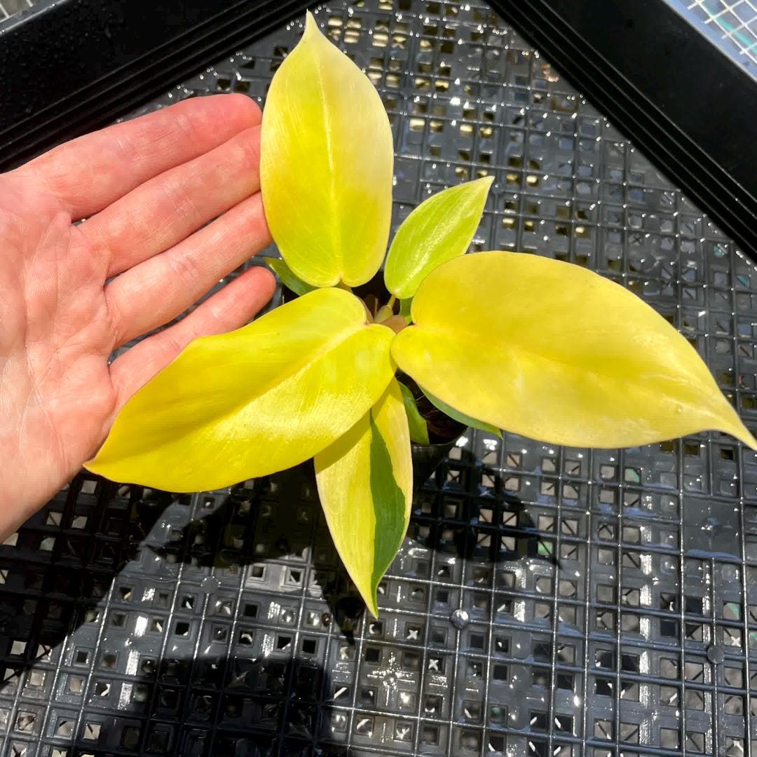Philodendron Jungle Fever , 2.5” Pot, Fedex 2 Day* - Etsy