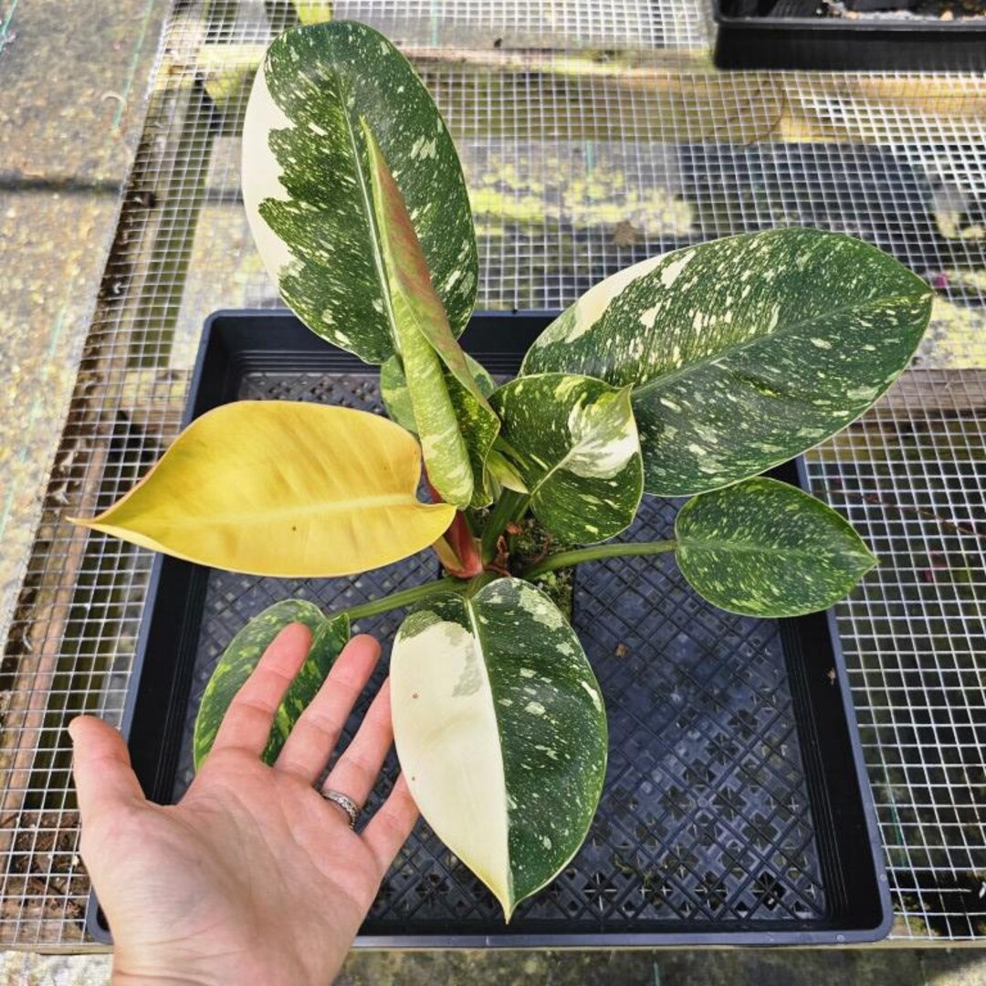 Philodendron Green Congo Nuclear, Exact Plant Variegated - Etsy