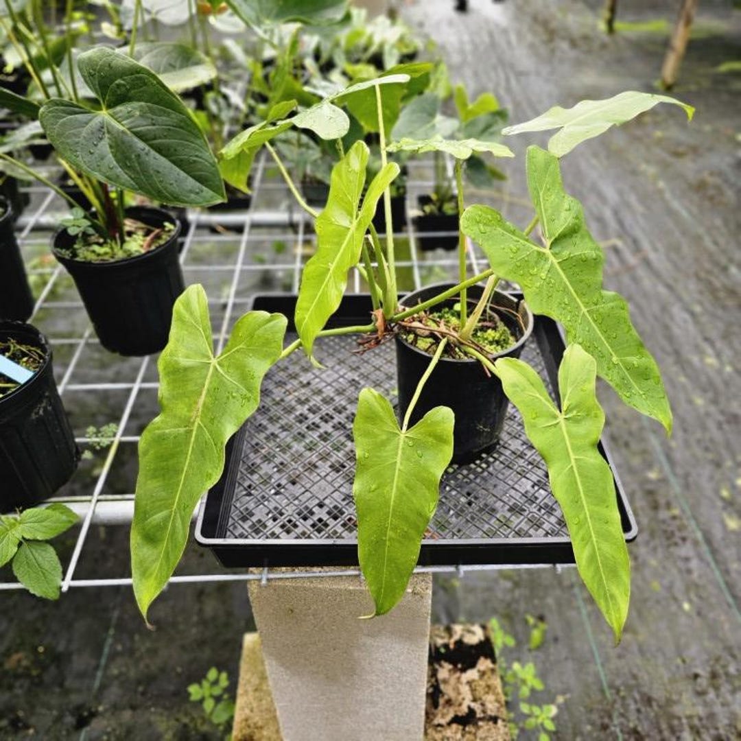 Philodendron Simmondsii, Exact Plant - Etsy