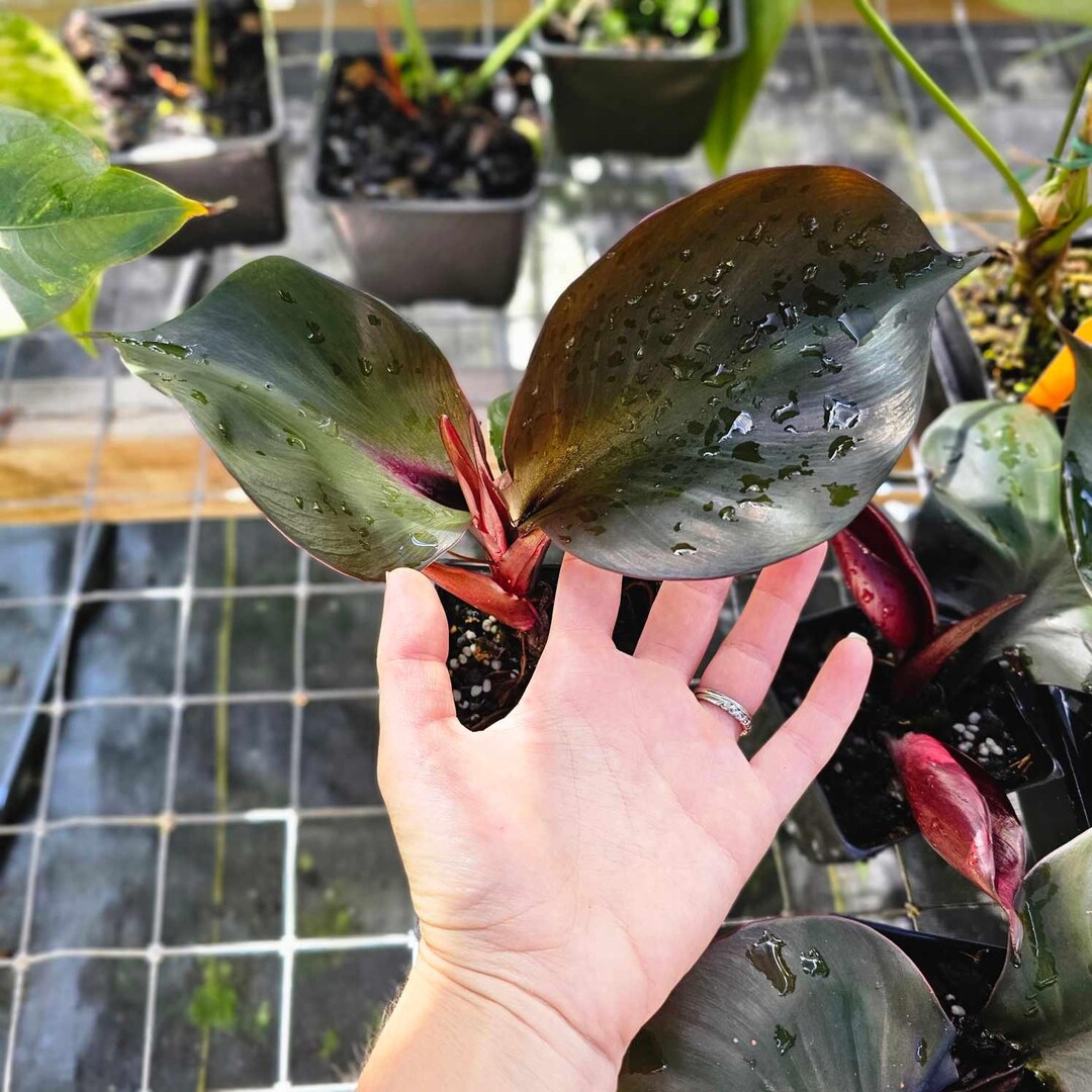 Philodendron Red Heart, Exact Plant Ships Nationwide - Etsy