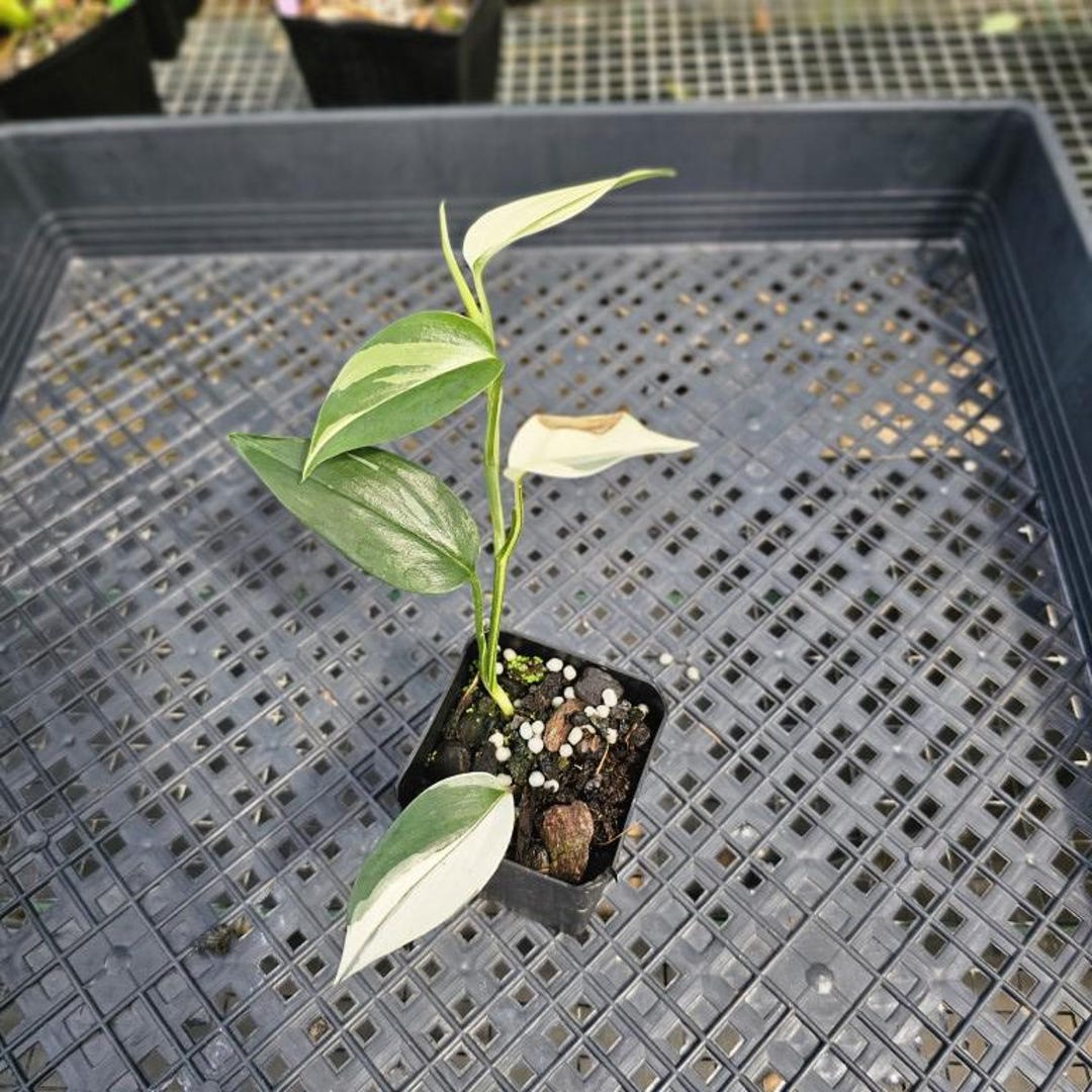Scindapsus Blue Albo, Exact Plant Variegated Ships Nationwide - Etsy