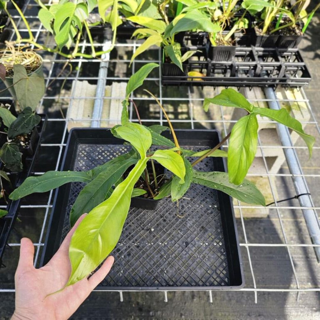 Philodendron 69686, Exact Plant Ships Nationwide - Etsy