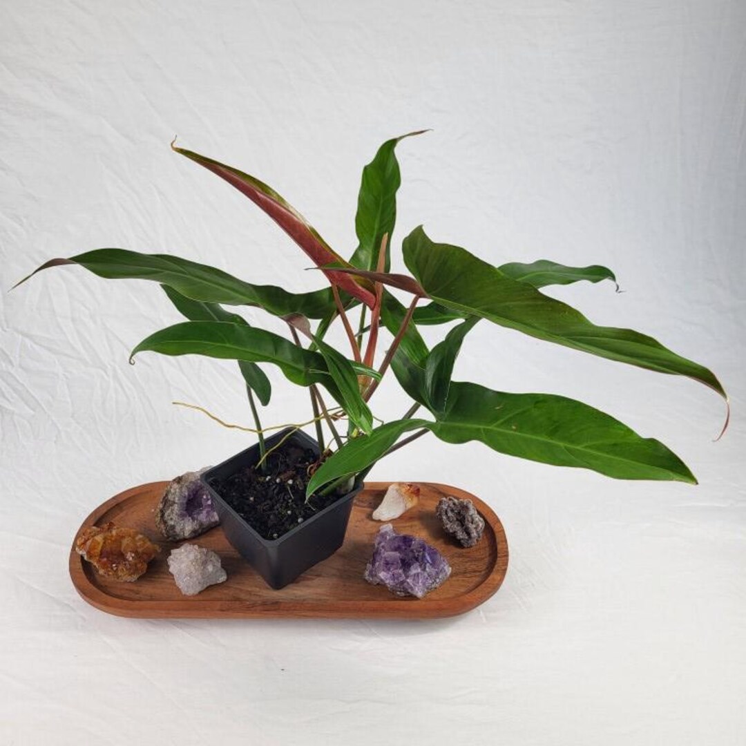 Philodendron Mexicanum 4" Pot, Fedex 2 Day* - Etsy