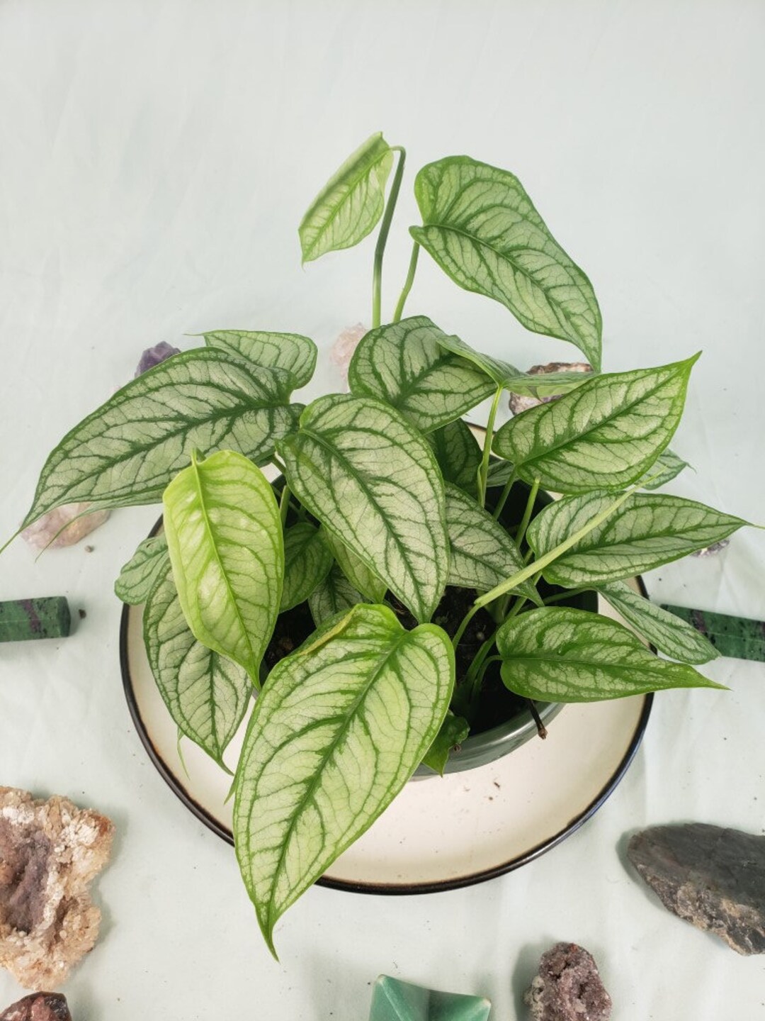 Siltepecana El Salvadore Exact Plant Multi Pot of 6 - Etsy