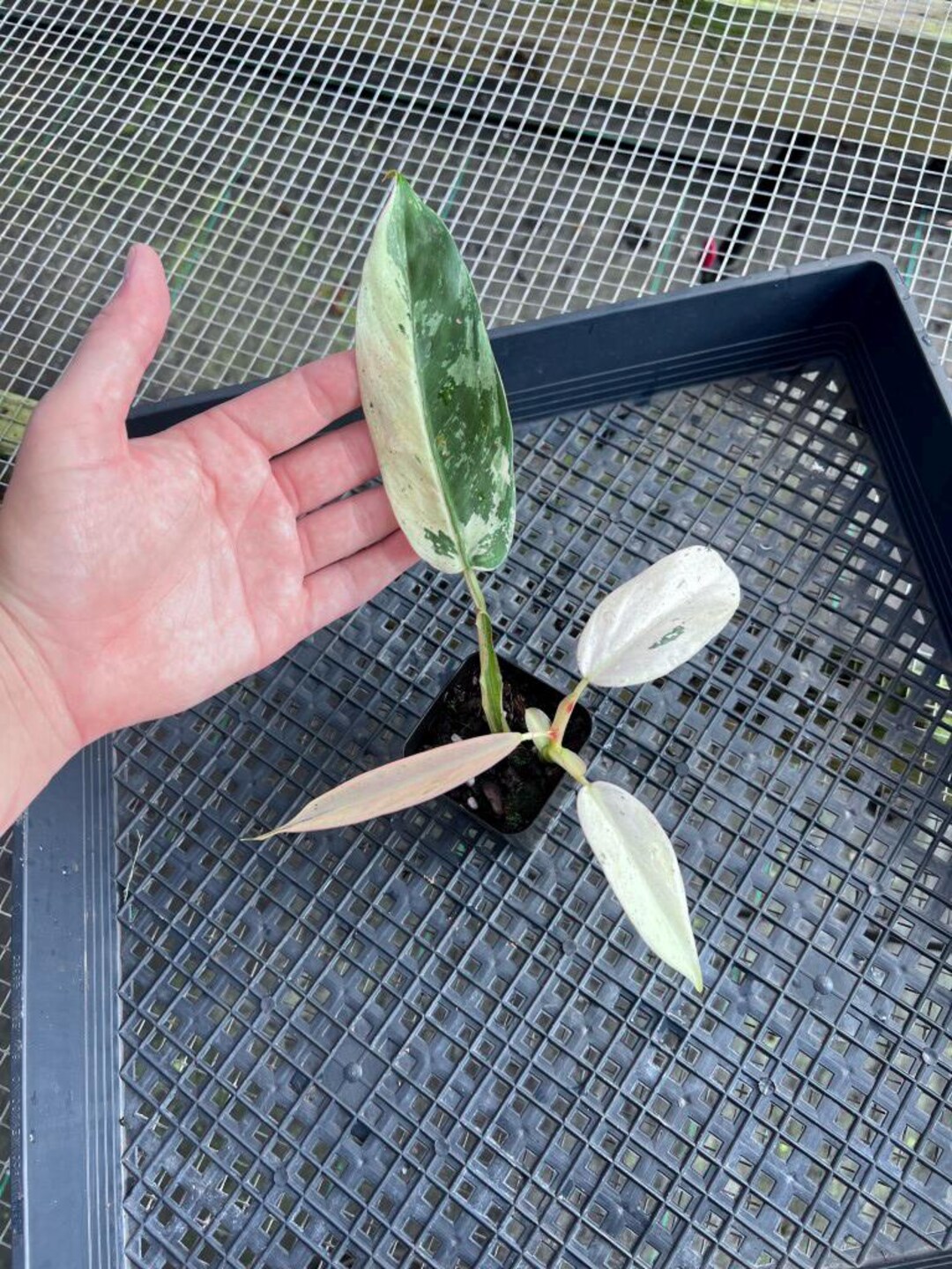Philodendron Whipple Way, Exact Plant Variegated Ships Nationwide - Etsy