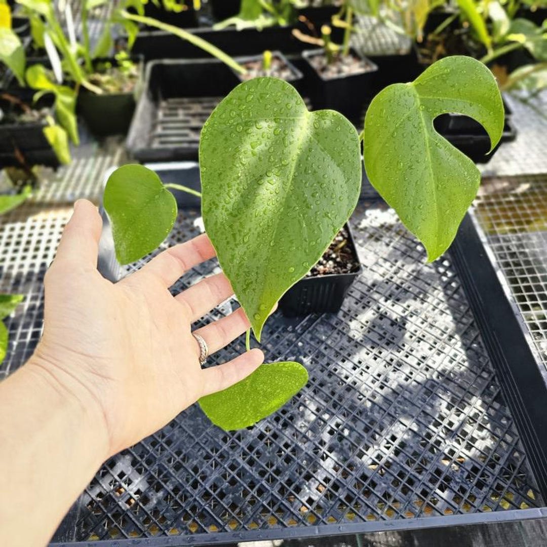 Monstera Sierrana Hawaii Clone, Exact Plant Ships Nationwide - Etsy
