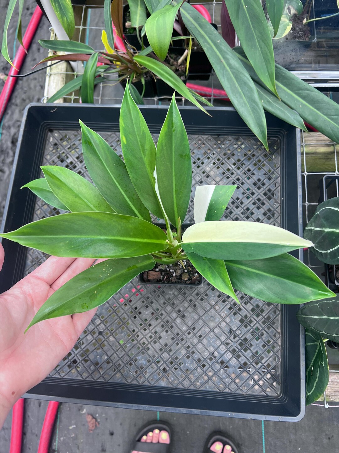 Philodendron Wend Imbe, Exact Plant Variegated Ships Nationwide - Etsy