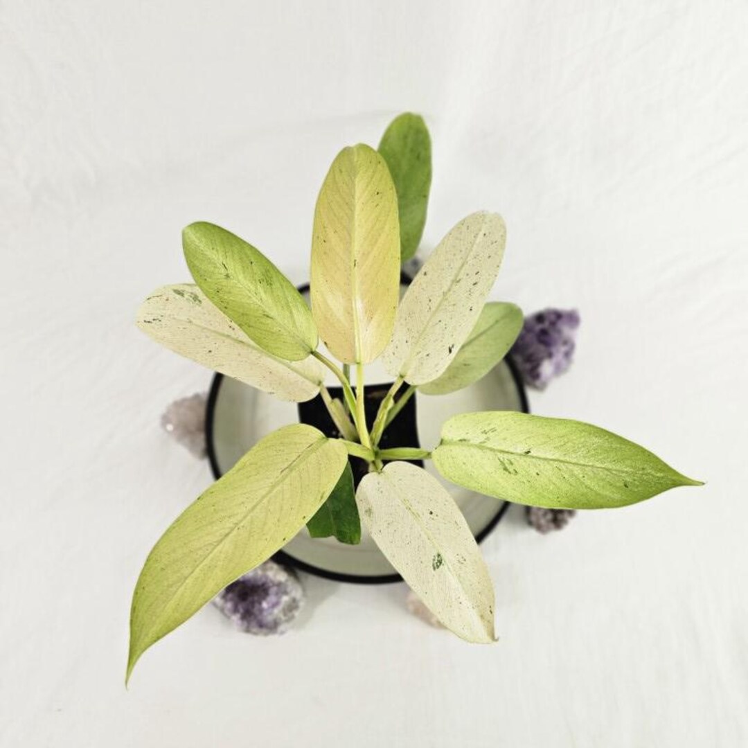 Philodendron Whipple Way, Exact Plant Variegated Ships Nationwide - Etsy