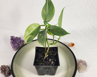 Philodendron Silver Sword Variegated - Etsy