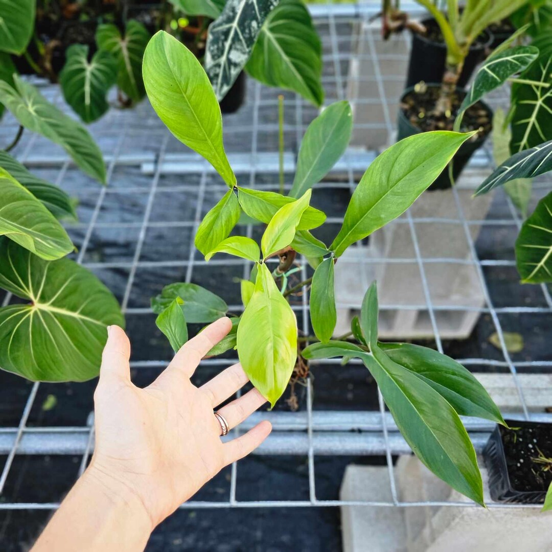 Philodendron 69686, Exact Plant Ships Nationwide - Etsy