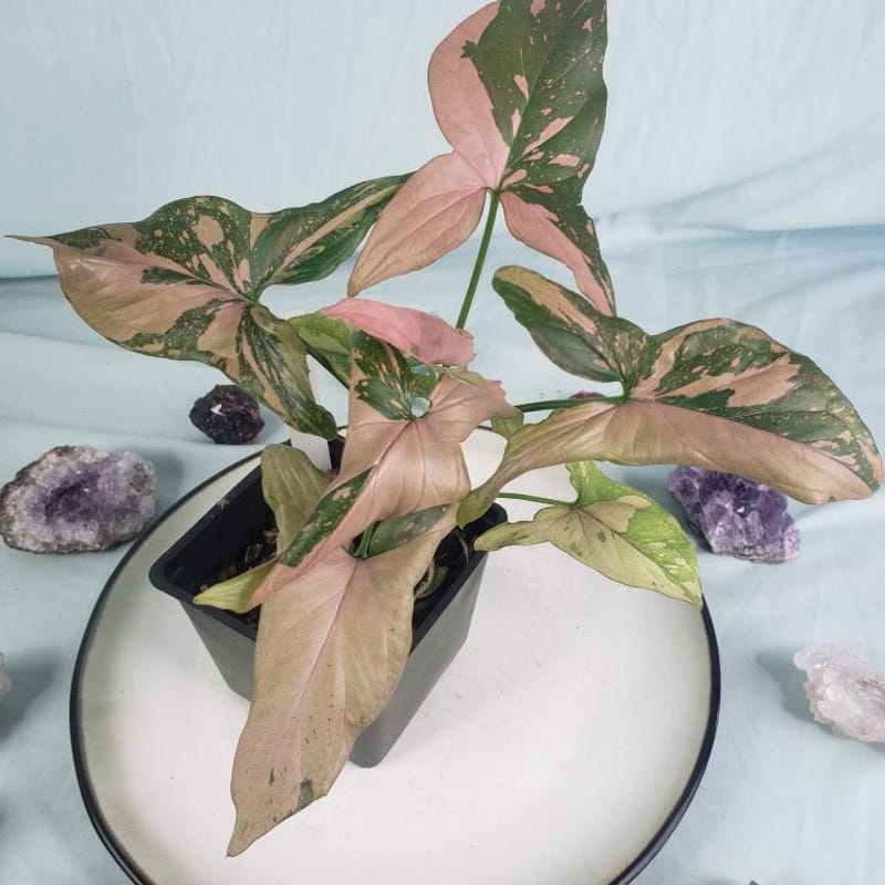 Pink Splash Syngonium - Etsy