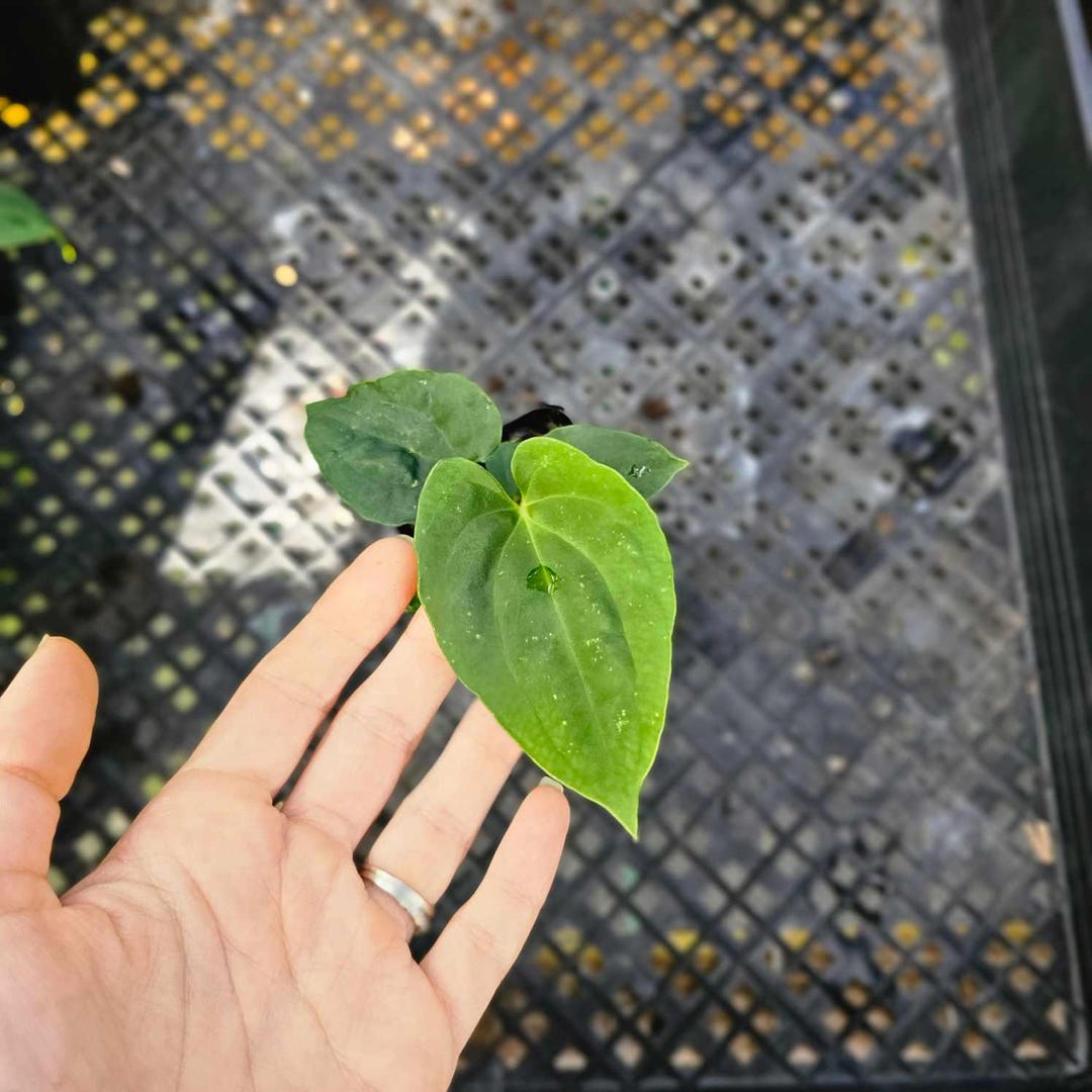 Anthurium Papillilaminum Fort Sherman X Ralph Lynam, Ships Nationwide ...