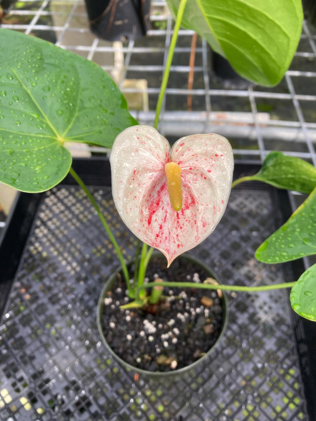 Anthurium Peppermint Splash, Shibori AFF, Speckled , Exact Plant - Etsy