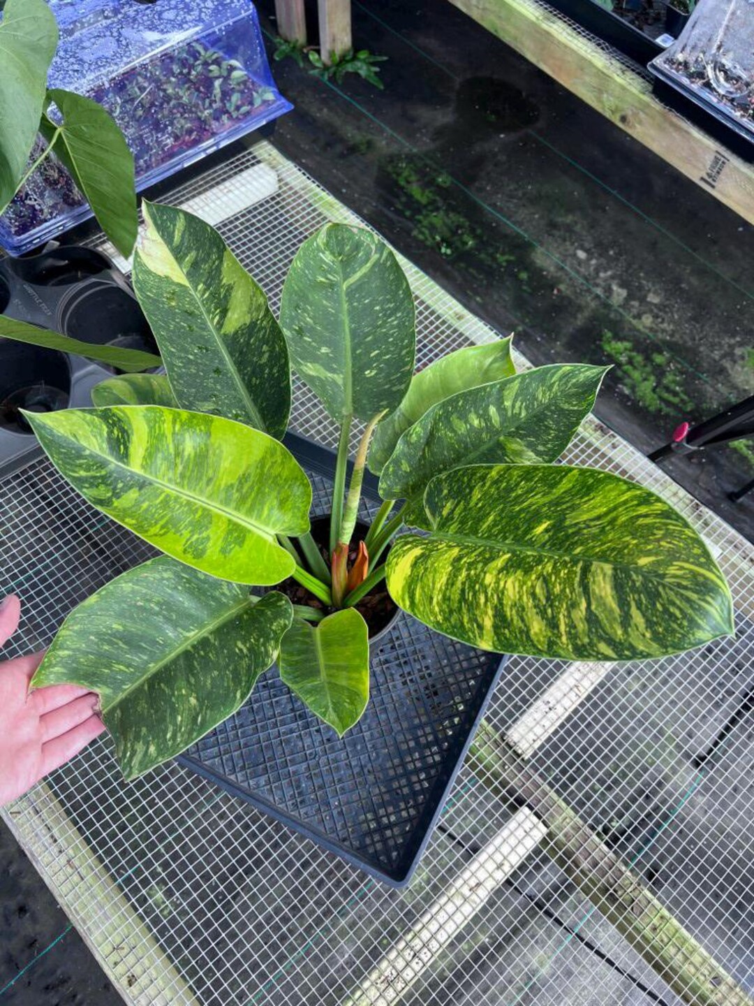 Philodendron Green Congo Nuclear Exact Plant Variegated 6'' Pot Ships ...