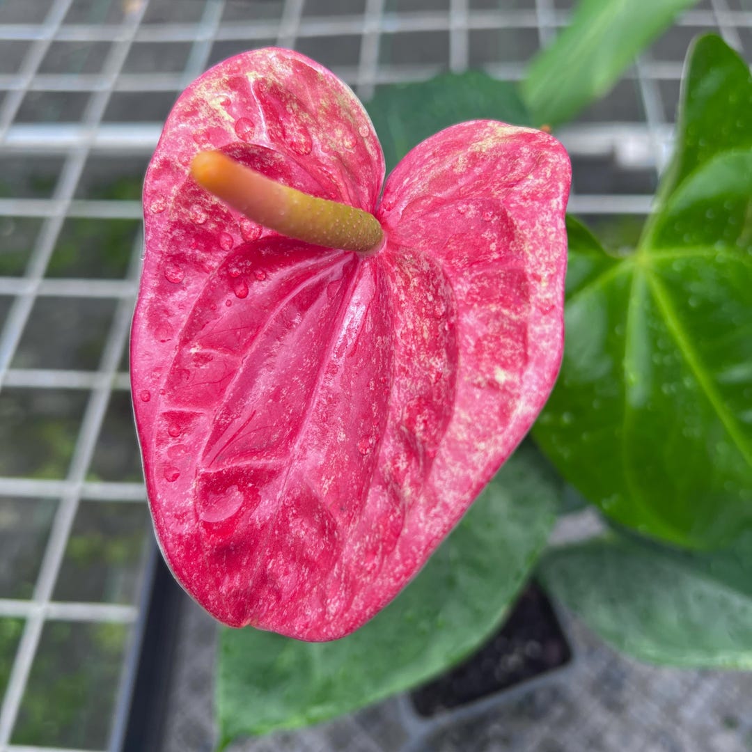 Anthurium Andreaenum Starlight Splash, Exact Plant, Speckled - Etsy