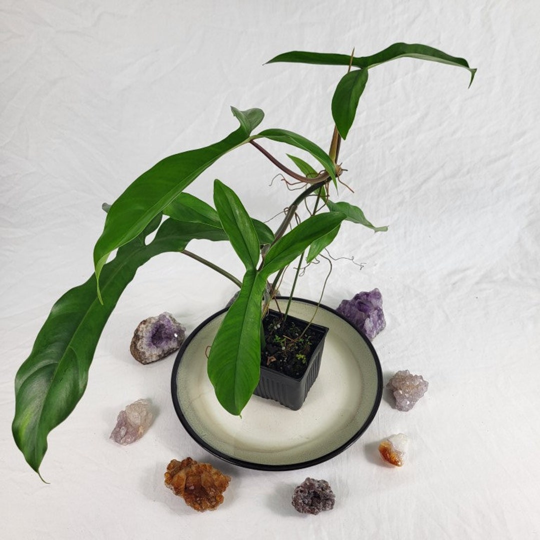 Philodendron 69686, Exact Plant - Etsy