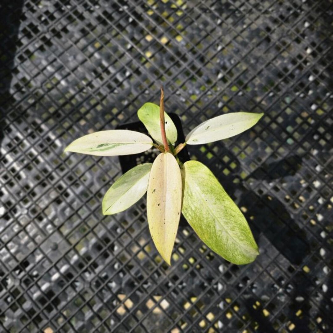 Philodendron Whipple Way, Exact Plant Variegated - Etsy