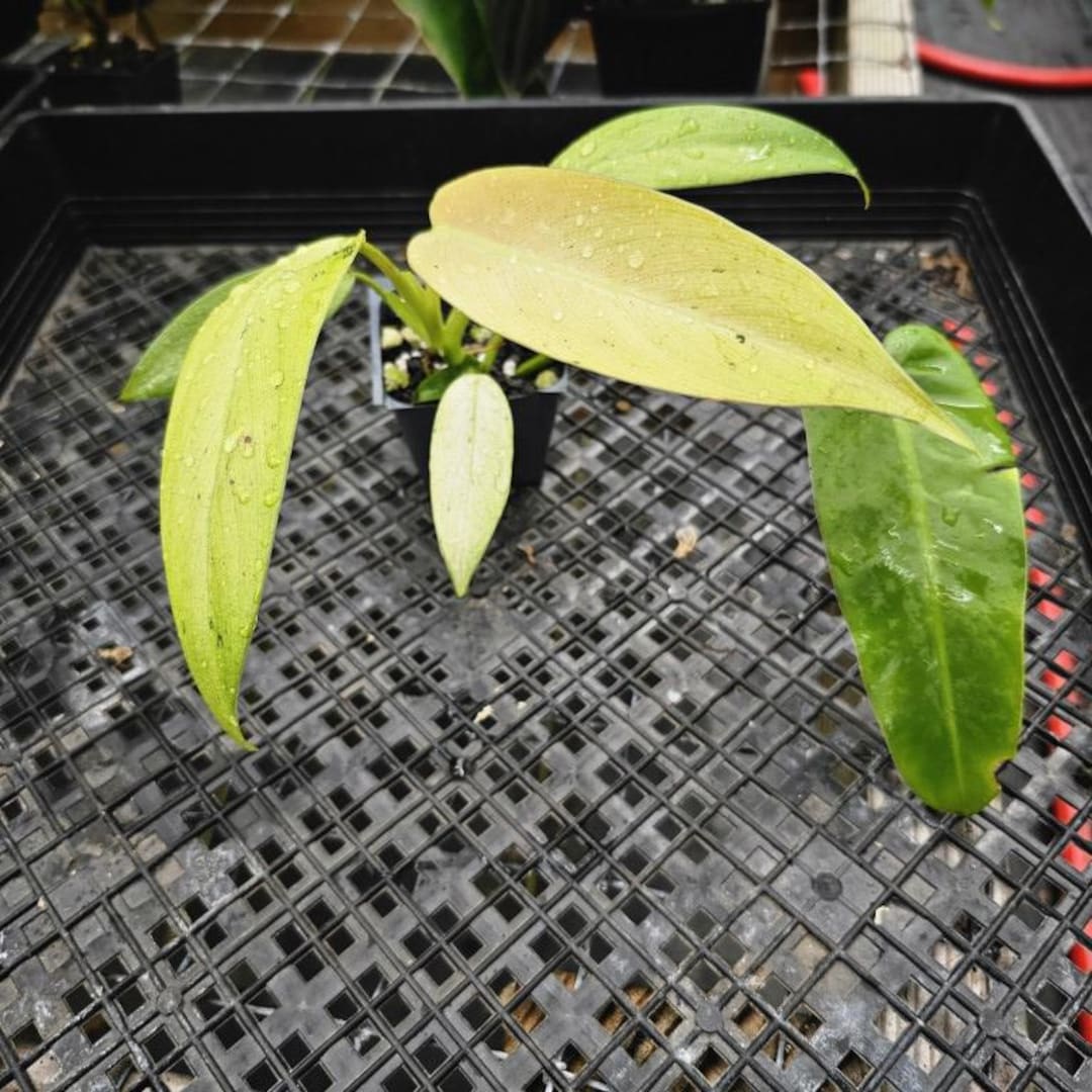 Philodendron Whipple Way, Exact Plant Ships Nationwide - Etsy