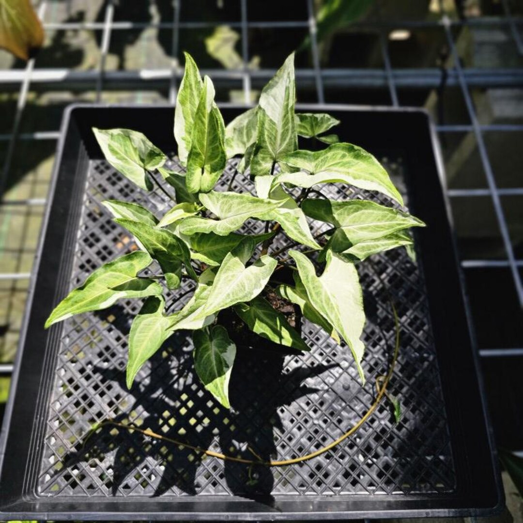 Syngonium Three Kings Magic Marble, Exact Plant Variegated Double Plant ...