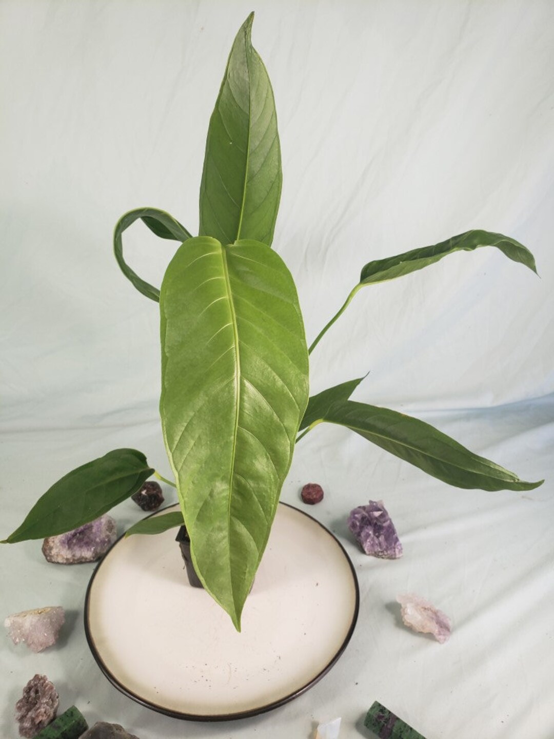 Spectabile Wide Form, Exact Plant, Anthurium, Ships Nationwide - Etsy