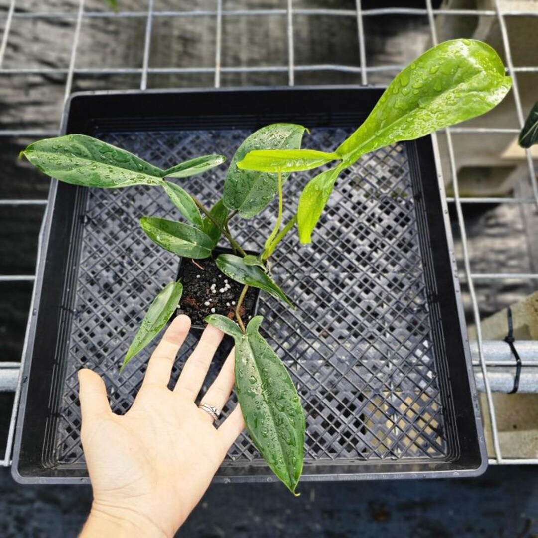 Philodendron 69686, Exact Plant Ships Nationwide - Etsy