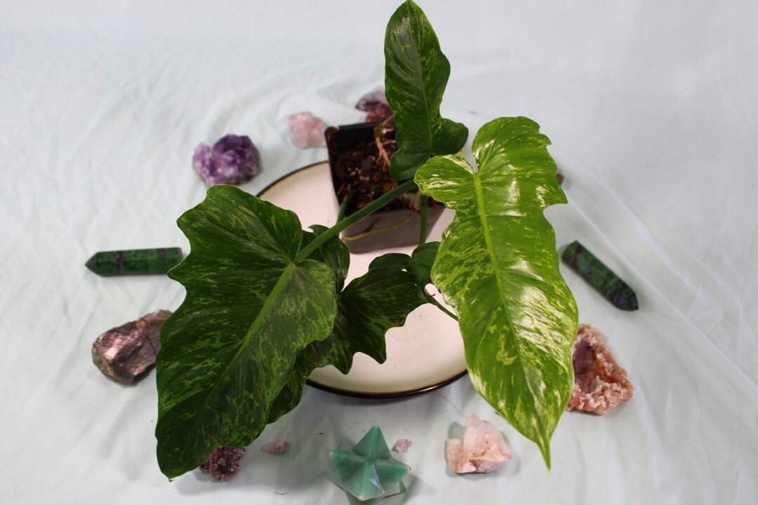 Variegated Philodendron Minarum Mottled Dragon Exact Plant - Etsy