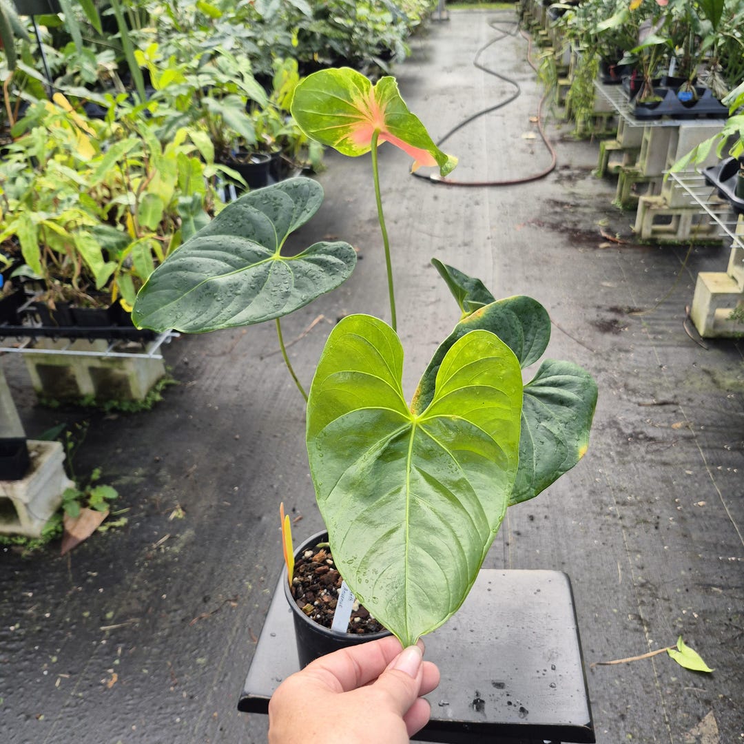 Anthurium Anuenue Obake Bicolor, Pink/ Green, Exact Plant - Etsy